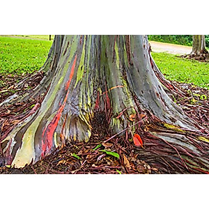 Rainbow Eucalyptus Tree Seeds - 50 Seeds - Stunning Colored Bark - Eucalyptus deglupta