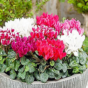 YEGAOL Garden 40Pcs Cyclamen Seeds Cyclamen Persicum Seeds Perennial GMO Free Primulaceae Sweet-Scented Flower Seeds Indoor Potted Plant