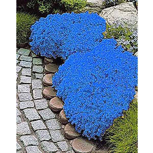 2000+ Blue Creeping Thyme Seeds for Planting Thymus Serpyllum - Heirloom Ground Cover Plants Easy to Plant and Grow - Open Pollinated (Blue)