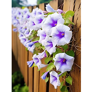 300+ Mixed Morning Glory Seeds for Planting, Wonderful Climbing Heirloom Vine, Beautiful Perennial Flowers, Non - GMO Seeds, Easy to Plant