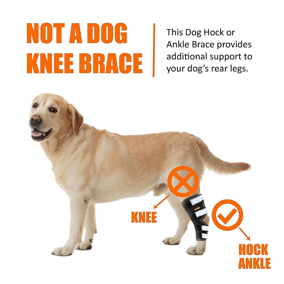 NeoAlly Dog Rear Leg (One Leg) Hock Brace, Canine Leg Wrap for Hind Leg, Ideal Hock & Ankle Support and Protection for Sprain Recovery, Achilles Tendon Injury (Extra Large (Left Leg))