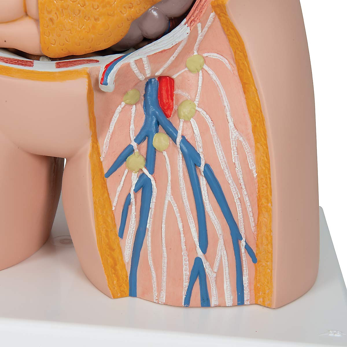 3B Scientific B11 Plastic 16 Part Classic Unisex Human Torso Model, 9.8" Length x 15" Width x 34.3" Height