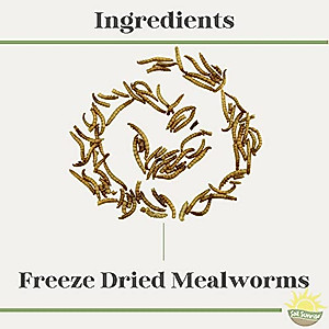 Carnivorous Plant Food Dried Mealworms (1oz), for Feeding Carnivorous Plants (Venus Fly Trap, Pitcher Plant, Sundews, Etc.)