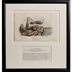 The White-headed Gull