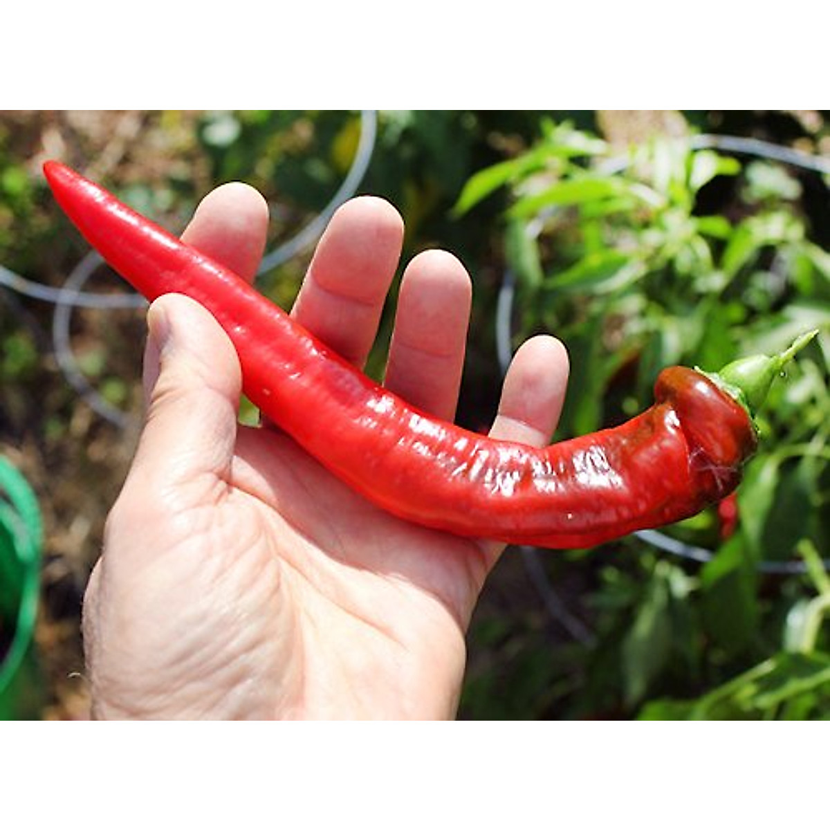 30+ Italian Jimmy Nardello's Sweet 12" Long Pepper Seeds, Heirloom Non-GMO, Prolific, Juicy, Delicious! from USA