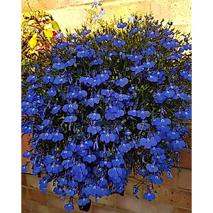 1000+ Blue Creeping Thyme Seeds for Planting Perennial Landscaping Ground Cover Non-GMO Ficoszo serphyllum Thyme