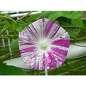 RAISE ME UP: Seeds Morning Glory Harlequin Mix Annual Flowers
