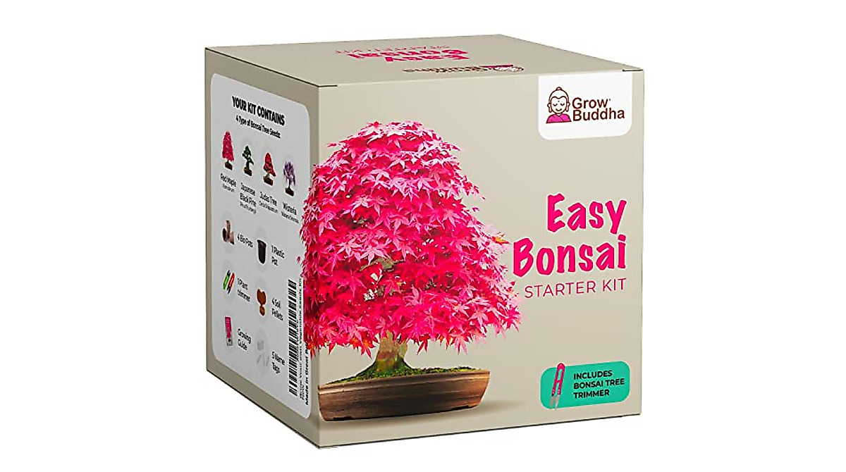Grow Your Own Bonsai kit | Tree Plants & Seeds | Crafts Hobby Kits | Easily Grow 4 Types of ...