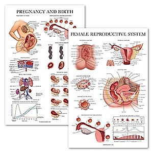 2 Pack - Female Reproductive Anatomy Poster + Pregnancy and Birth Anatomy Chart - Laminated
