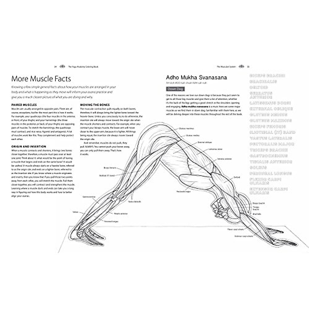Yoga Anatomy Coloring Book: A Visual Guide to Form, Function, and Movement - An Educational Anatomy Coloring Book for Medical Students, Yoga ... & Adults (Volume 1) (Anatomy Coloring Books)