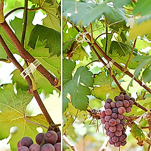 GSINODRS 200Pcs Plant Support Clips, Garden Support Clips, Garden Clips, Grape Vine, Tomato Vine Vegetables Plants Trellis Clips to Grow Upright Makes Plants Healthier