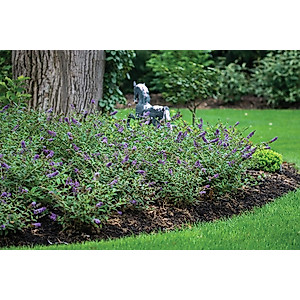 Buddleia Nanho Blue - 3 Live Plants - Blooming Butterfly Bush