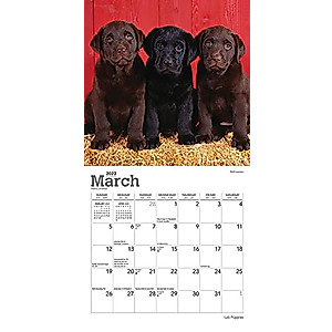 Lab Puppies | 2023 7 x 14 Inch Monthly Mini Wall Calendar | BrownTrout | Animals Dog Breeds Puppy DogDays