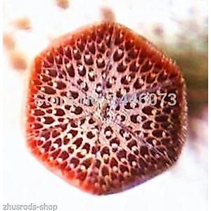 Zhu Bamboo Fly Rod Blank 2 Piece 2 Tips with NS ferrules (7'0'' #4), Silver