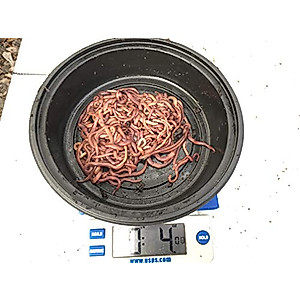 Worms 1/4 Pound Red Wiggler Composting