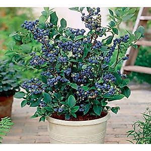 zellajake 50+Blueberries Seeds Heirloom Plants Berry Seeds Home Garden Bonsai
