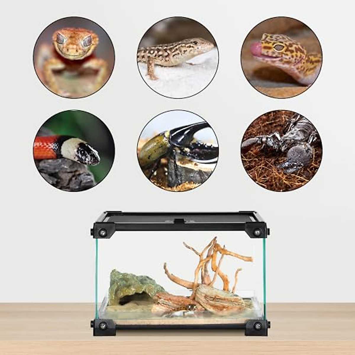 OIIBO Small Glass Reptile Terrarium 12.2" x 12.2" x 7.8" Top Feeding Reptile Tank Full View Visually Appealing Reptile Amphibians Habitat Enclosure