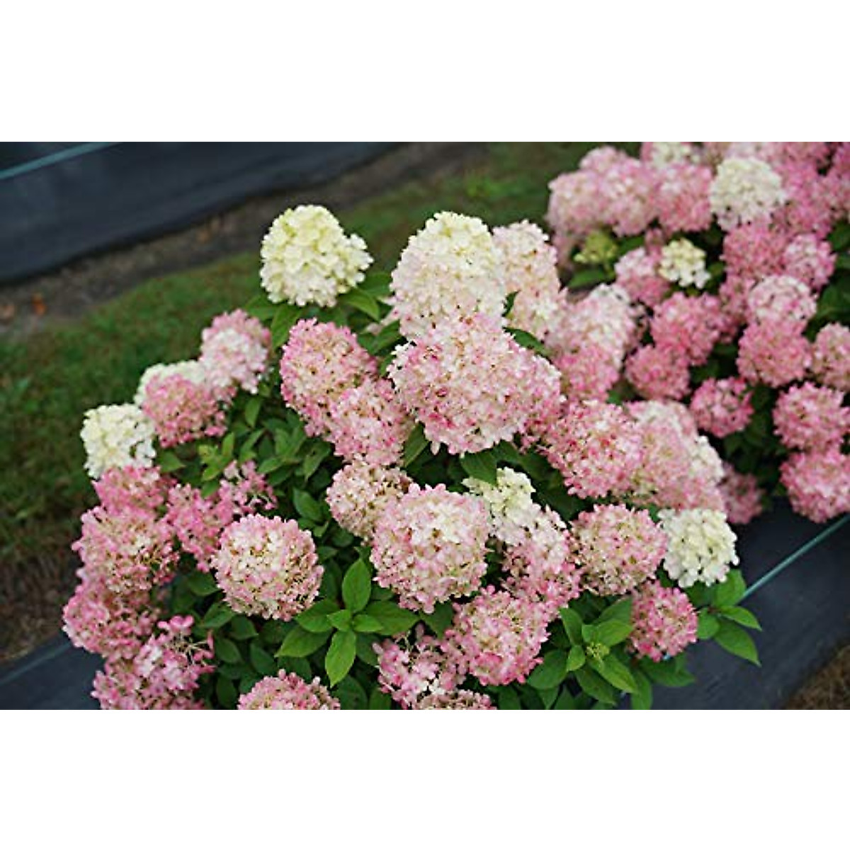 1 Gallon Quick Fire Fab Panicle Hydrangea (Paniculata) Live Plant, White, Pink, and Red Flowers