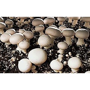 100 Grams of White Button Mushroom Spawn Mycelium to Grow Gourmet Mushrooms at Home or commercially - G1 or G2 Spawn