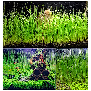 JIALIU 3 Pack Aquarium Plants See ds, Live Aquarium Grass See ds for Fish Tank Freshwater, Fast Growing Aquarium Mini Leaf & Hair Grass Small Pearl for Decorate Your Fish Tank., Green