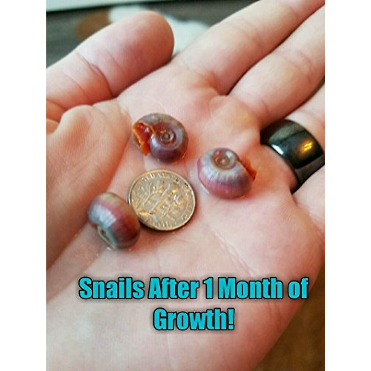 9+ Live Ramshorn Snails Aquarium or Pond, Algae Clean Up! Shipped Daily!