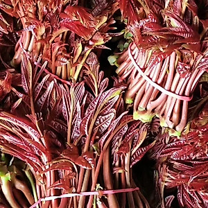 Chinese Mahogany Live Plant Tree Seedings,14-17inch Height Chinese Red Toon Tree Great for Home and Garden Yards Planting