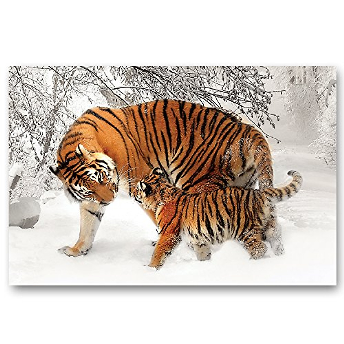 BABY ANIMALS postcard set of 20 postcards. Animal babies post card variety pack. Made in USA.