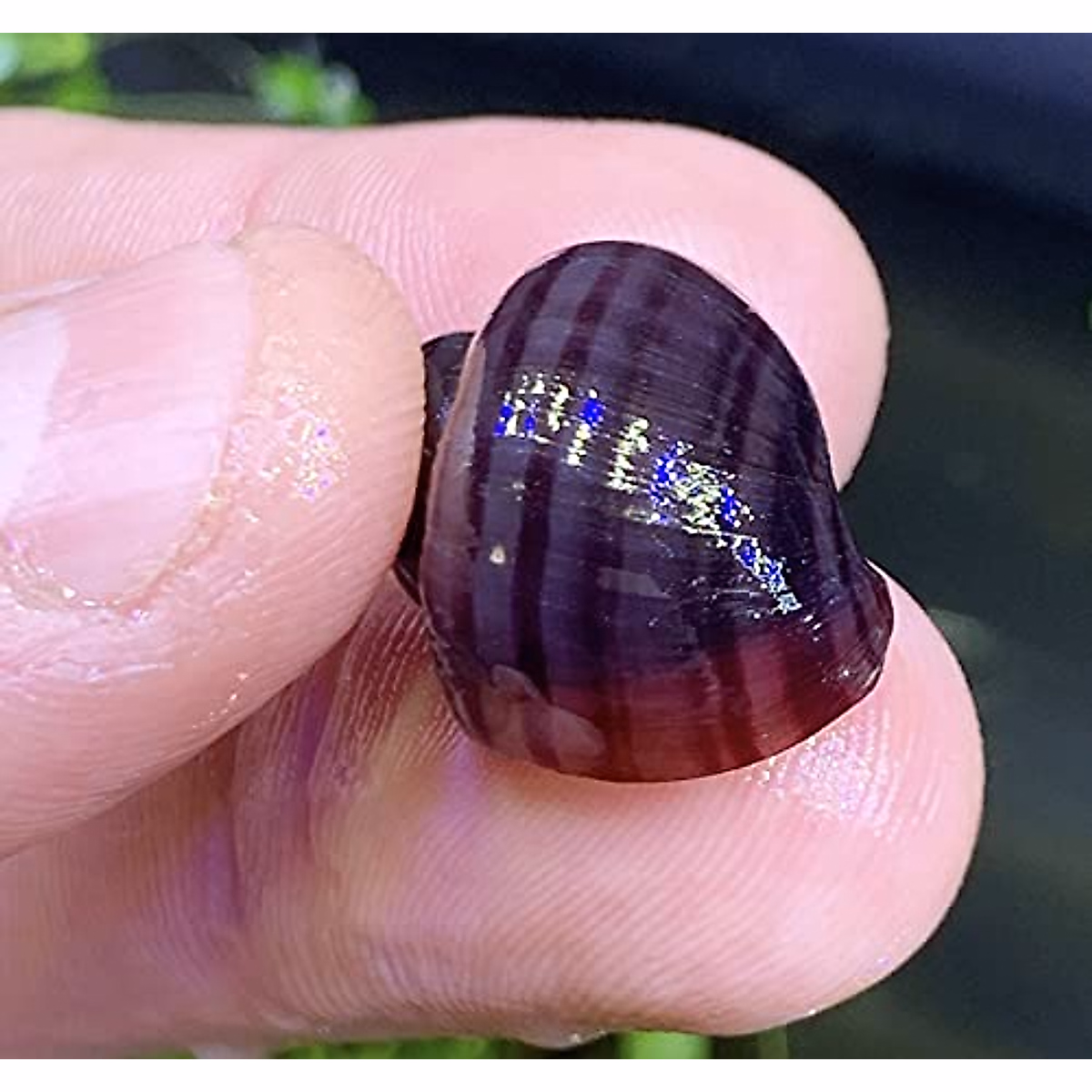 Shore Aquatic LLC Mystery Snail Purple 3PK (Pomacea Bridgesii) with Java Moss - Live Freshwater Snails Insulated Priority Mail