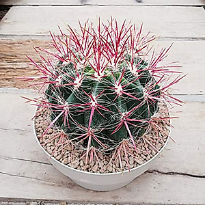 1151-Giant Red Barrel Cactus (ferocactus pilosus) Seeds by Robsrareandgiantseeds UPC0764425787808 Non-GMO,Organic,USA Grower,Bonsai,1151 Package of 5 Seeds