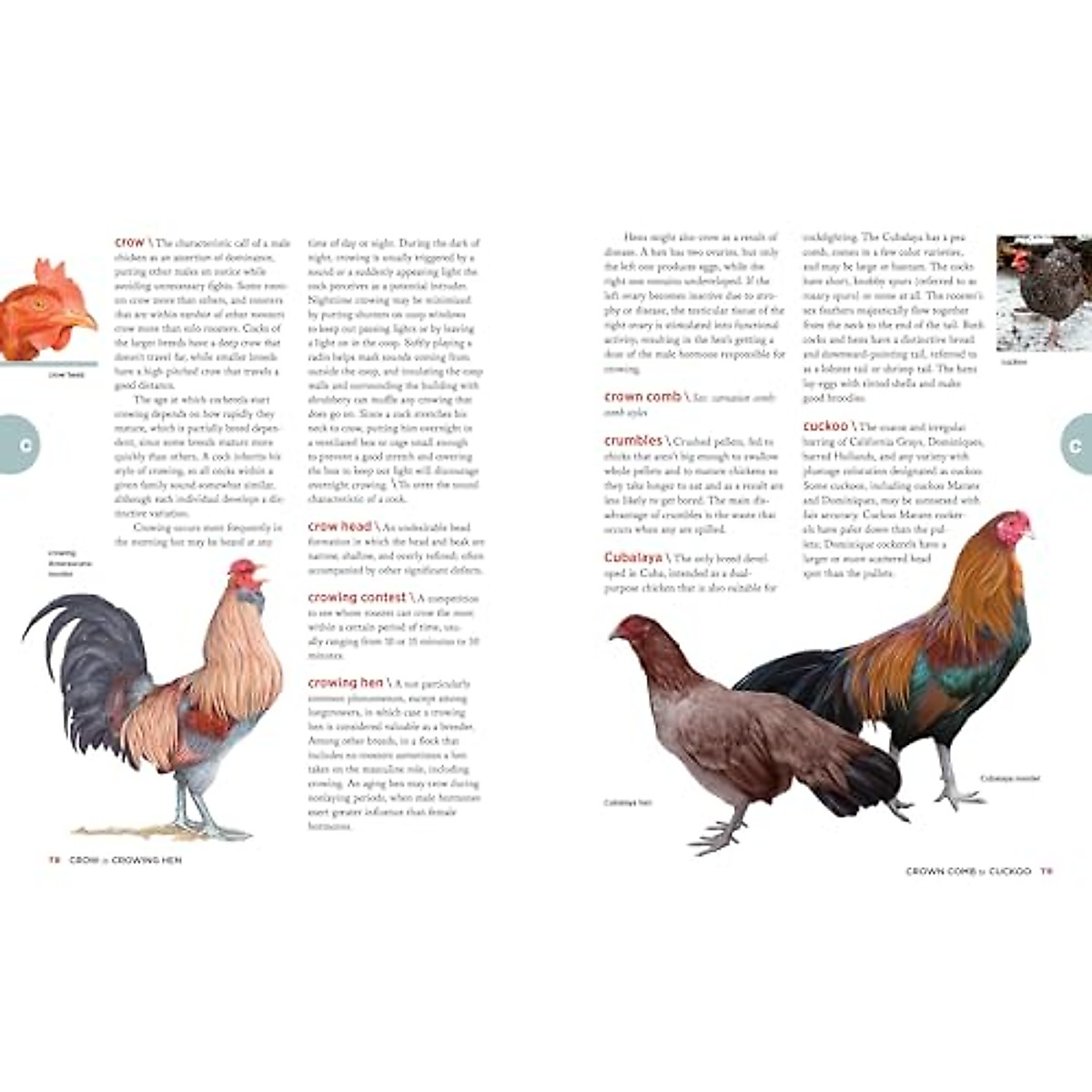 The Chicken Encyclopedia: An Illustrated Reference