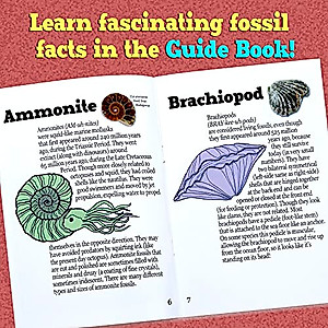 DANCING BEAR Fossil Dig Kit, Excavate 15 Prehistoric Fossils Including Real Dinosaur Bones and Shark Teeth, Paleontology STEM Education for Kids, Fun Science Activity Gift Sets for Girls and Boys
