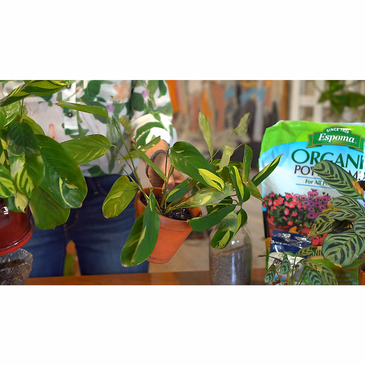 Espoma Organic Potting Soil Mix - All Natural Potting Mix For All Indoor & Outdoor Containers Including Herbs & Vegetables. For Organic Gardening, 8qt. bag. Pack of 2