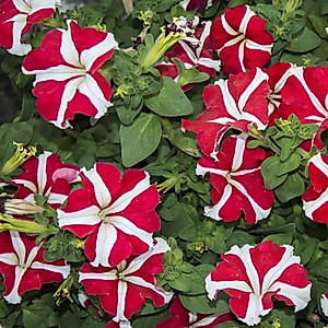 CHUXAY GARDEN 50 Seeds Red and White Star Petunia Seeds,Petunia Integrifolia,Violetflower Petunia, Petunia Violacea Rare Color Flowers Grows in Garden and pots High Germination Rate