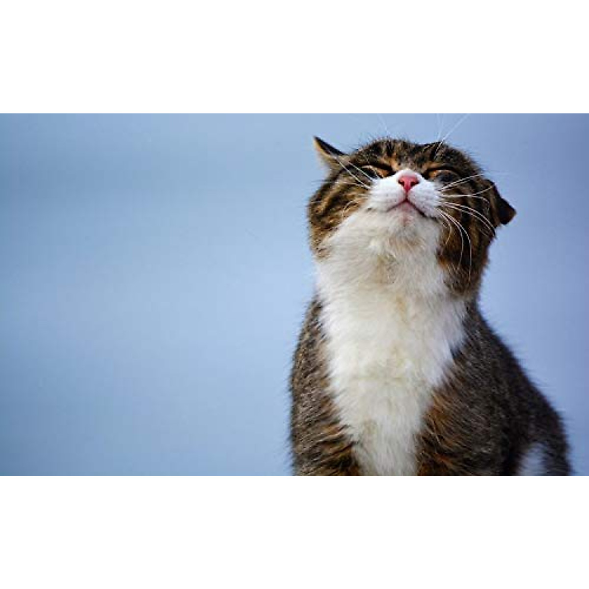 MY LUCKY PETS LLC cat probiotic Powder - CAT PROBIOTICS - Advanced Natural Digestive AID Formula - GET RID of Bad Breath and Stop Diarrhea - Sensitive Stomach cat Treats - 3 Bottles (180 Treats)