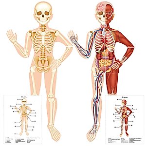 Capoda 63 Pieces Human Body Magnetic Puzzle Set Human Skeleton Organs Muscles Anatomy Magnetic Accents Body Parts Recognition Learning Kit for Home Decoration