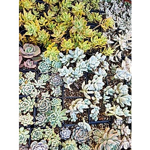 Cashger 10 Pack Plant Nursery Pots Sets 3" Thicken Soft Plastic Gardening Pot Little Planting Pots Seedling Cups with 10 PCS Labels, Humidity Lids and Trays