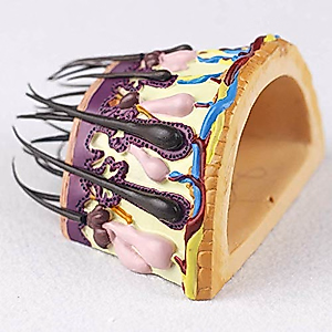 Anatomy Model Anatomical Skin Model - Human Hair Anatomical Magnification Model Growth Process Hair Follicle Anatomy Model - for Medical Educational Aid