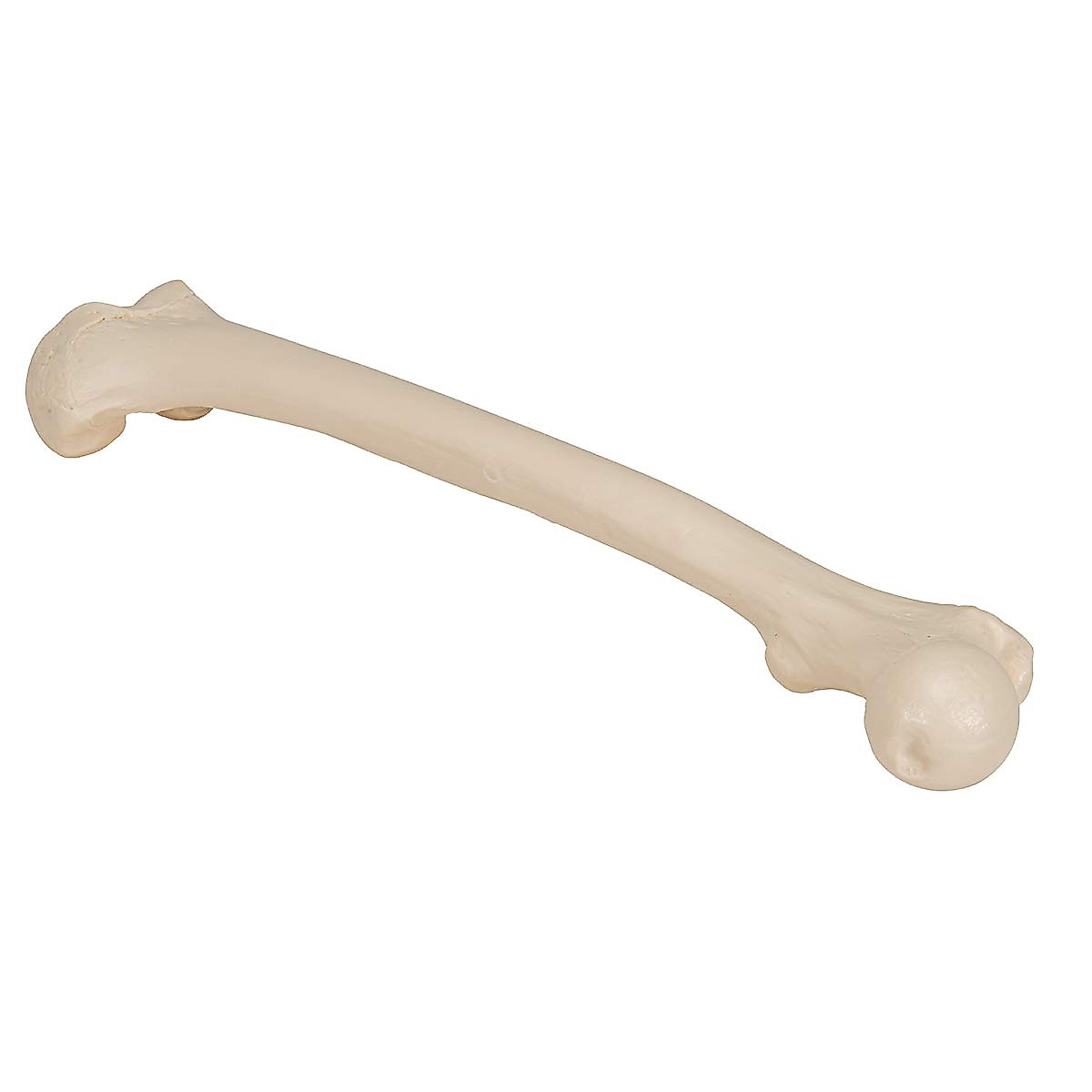 3B Scientific A35/1 Femur - 3B Smart Anatomy