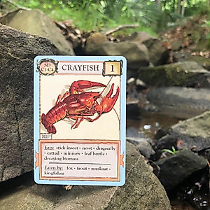 Montrose Biology Ecologies: Bizarre Biomes - Use Science to Build Food Webs in 7 Biomes - Beautiful Vintage Nature Art for The Classroom or Game Night