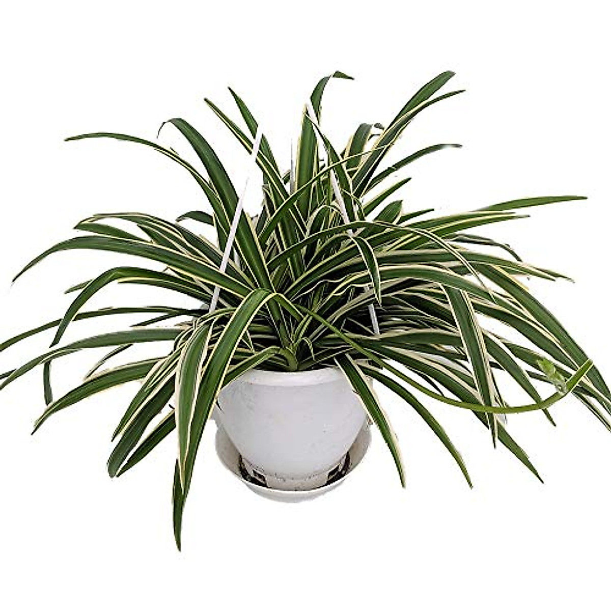 Hirt's Gardens Reverse Variegated Spider Plant - Easy to Grow/Cleans The Air - 4in Pot
