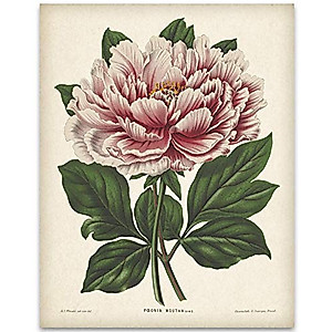 Vintage Mountain Peony Illustration - 11x14 Unframed Art Print - Great Gift and Decor for Gardeners Under $15