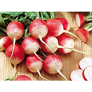 "Sparkler White Tip" Radish Seeds for Planting, 100+ Heirloom Seeds Per Packet, (Isla's Garden Seeds), Non GMO Seeds, Botanical Name: Raphanus sativus, 90% Germination Rate