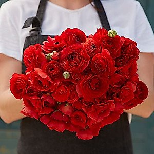 Ranunculus Bulbs - Red - 100 Bulbs - Red Flower Bulbs, Corm Attracts Bees, Attracts Pollinators, Easy to Grow & Maintain, Fragrant, Container Garden