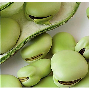 Aquadulce Fava Bean Seeds for Planting, 25 Premium Heirloom Seeds Per Packet, (Isla's Garden Seeds), Non GMO Seeds, Botanical Name: Vicia faba, Great Home Garden Gift
