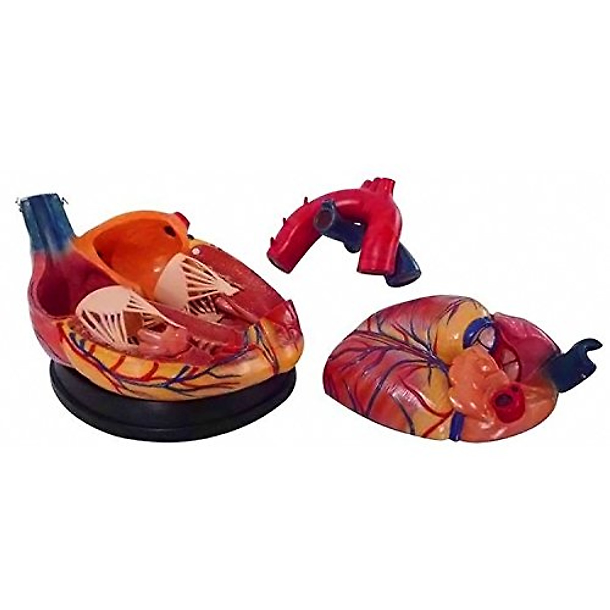 Doc.Royal Human New Style Jumbo Heart Simulation Model Medical Anatomy Type:DR-XF-107