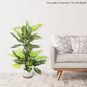 Pure Garden Artificial Dieffenbachia Floor Plant - 40-Inch Potted Faux Greenery for Home or Office Decoration - Natural Looking Polyester Leaves