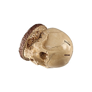 Skull Knife Holder for Kitchen,Skull Ornaments Kitchen Knife Storage Resin Knife Stand Personalized Skeleton Knife Rack Party Fruit Storage Rack Decoration