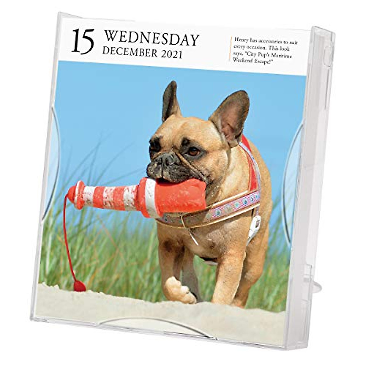 Dog Page-A-Day Gallery Calendar 2021
