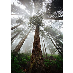 50 Giant Sequoia Seeds, Giant Redwood, Wellingtonia Seeds - 50 Seeds (Sequoiadendron giganteum) - Pack of 50 Rare and Viable Seeds - QO Seeds