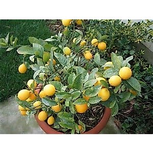 Luake 35 Dwarf Meyer Lemon Tree Seeds